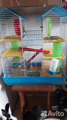 Хома ищет дом