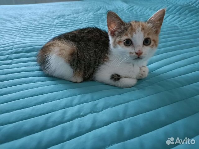 Отдам котенка в добрые руки