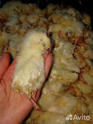Цыплята суточные, опт от 100кг