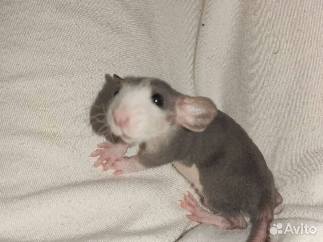 Крыса дамбо рекс