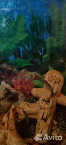 Рыба юлидохромис