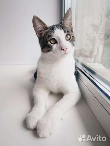 Котенок