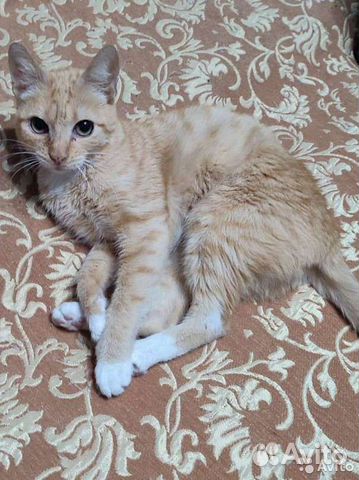 Котик-с пальчик ищет семью