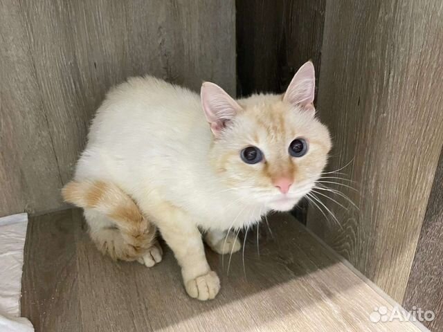 Кот в добрые руки