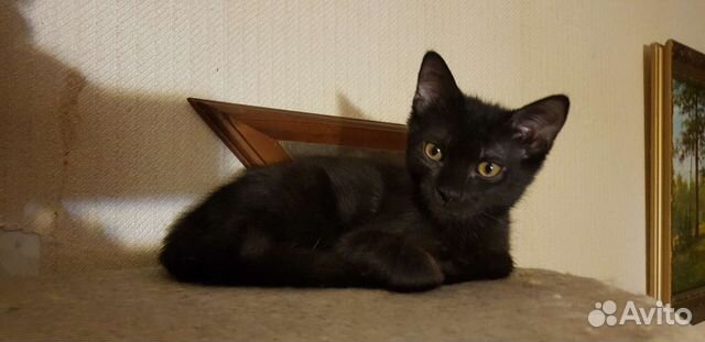 Котенок черный мальчик 3,5мес метис Шотик