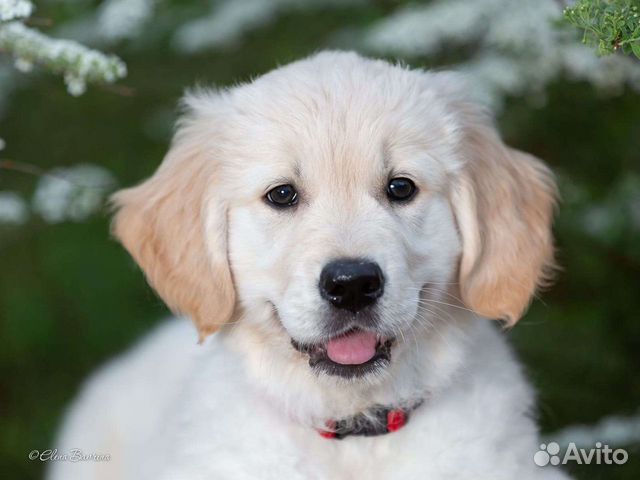 Золотистый ретривер