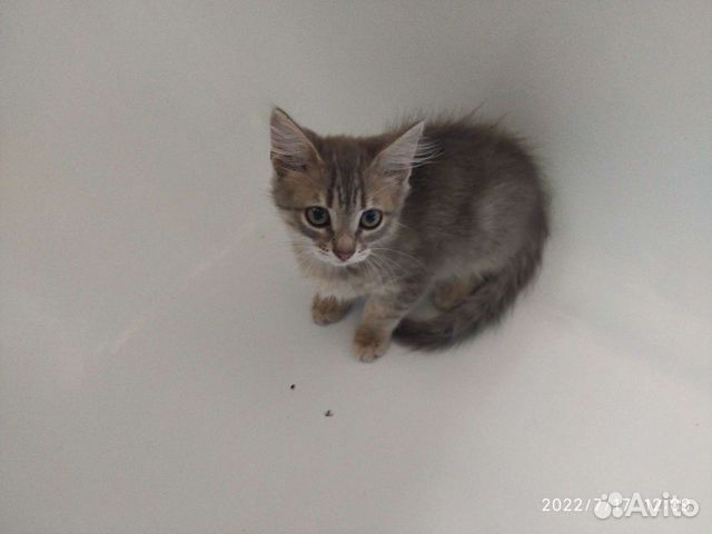 Котенок
