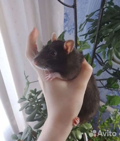 Крыса домашняя