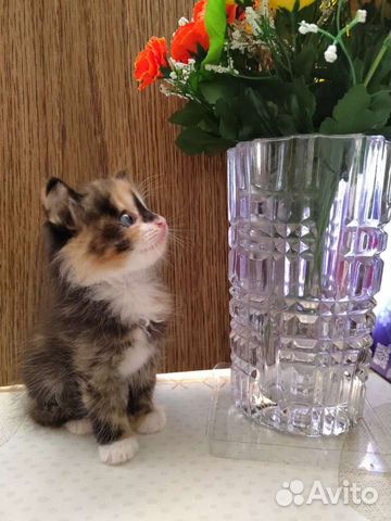 Кошка 1 мес