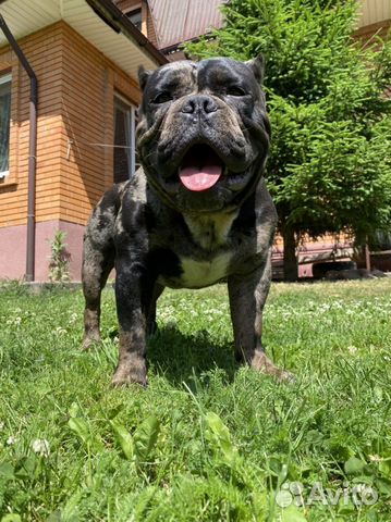 Щенки булли мерль