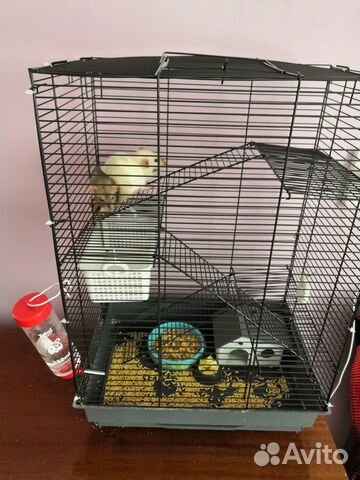 Продам крысок дамбо с клеткой