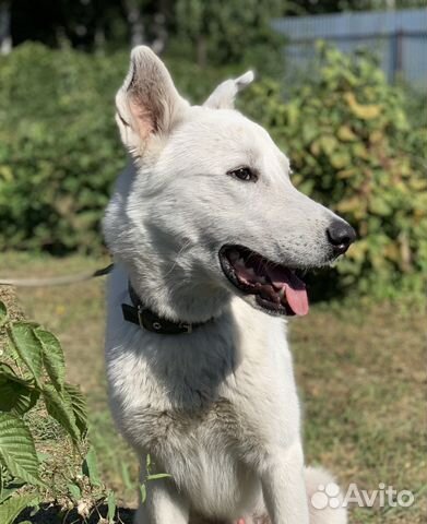 Швейцарская овчарка