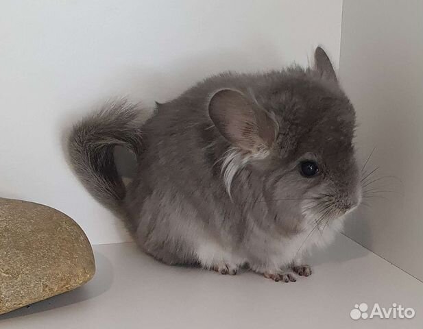 Шиншилленок фиолетовая ангора девочка (2 мес)