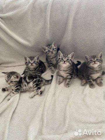 Британские котята