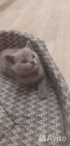 Шотландские прямоухие котята