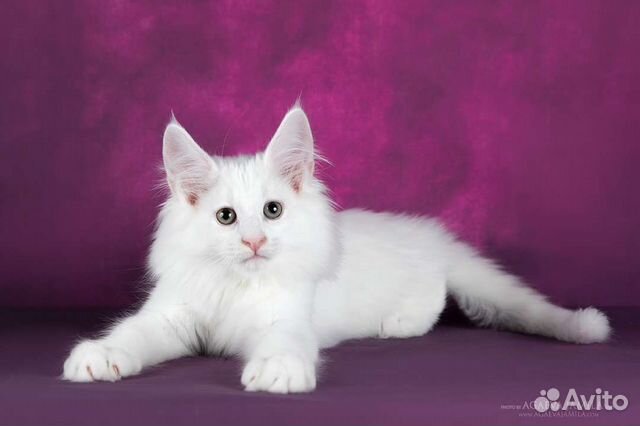 Норвежская лесная кошка