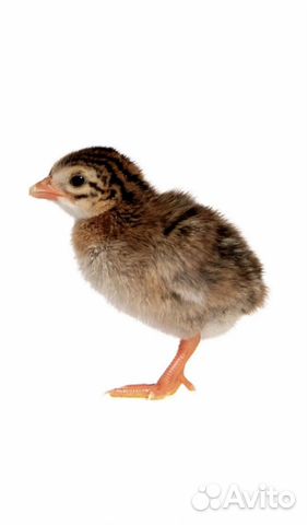 Индюшата домашние