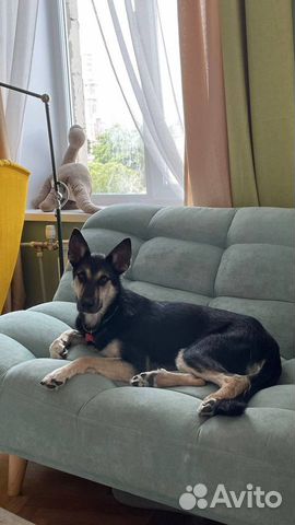 Собака девочка