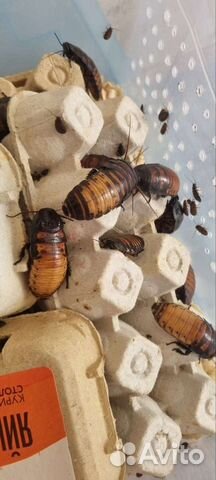 Колония мадагаскарских тараканов