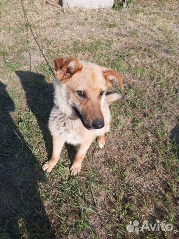 Особенная собака