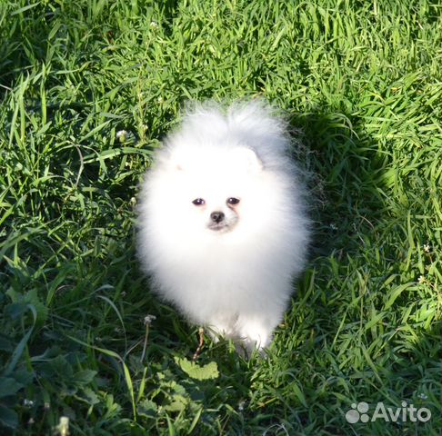 Шпиц мини мишка