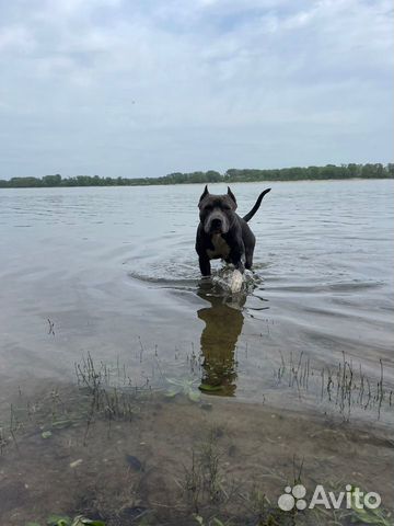 Амстафф вязка