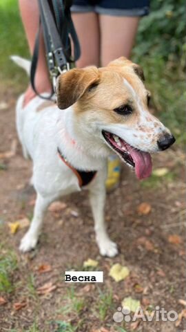 Собака в добрые руки. Веснушка