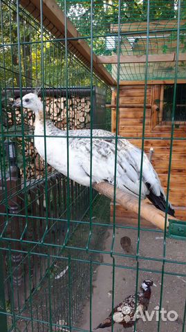Павлин черноплечий (самка)