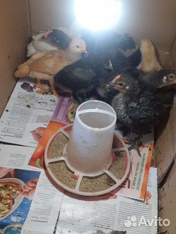 Цыплята,индоутята