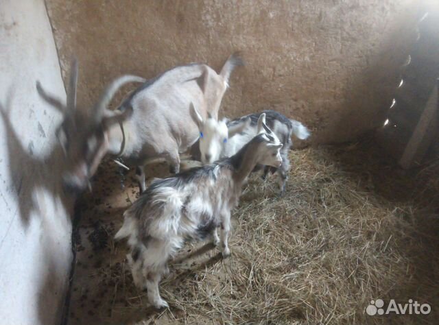 Дойные нубийские козы