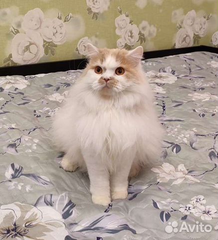 Кошка в дар бесплатно