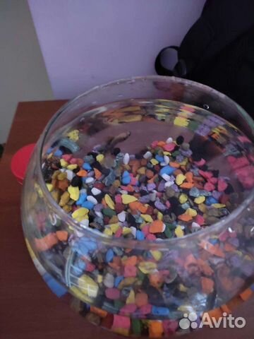 Аквариумные рыбки петушок