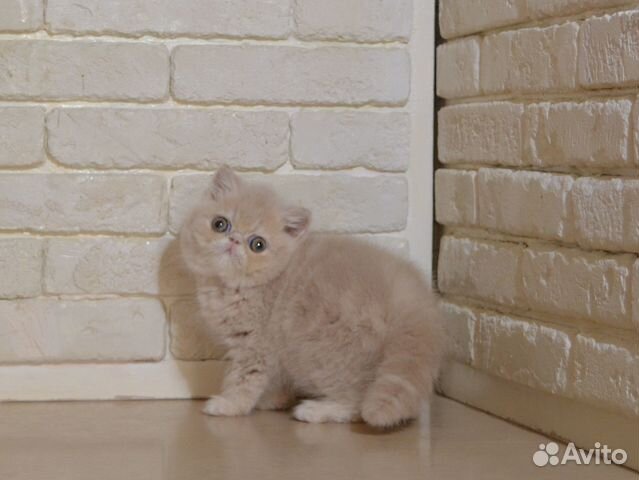 Мини котёнок