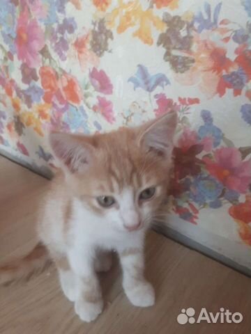 Котик Персик