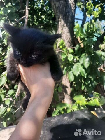 Кошка девочка