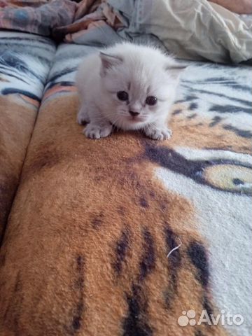 Сибирские котята