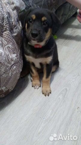 Немецкая овчарка