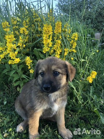 Щенок в добрые руки