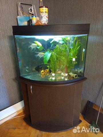 Аквариум угловой панорамный 90л с тумбой