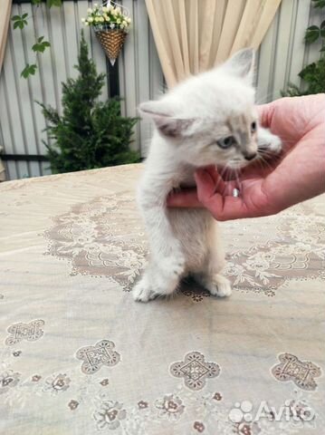 Кошки в добрые руки бесплатно