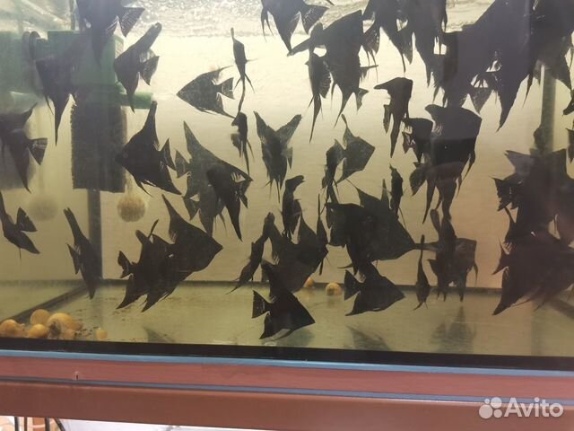 Скалярия Черный бархат