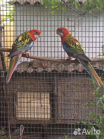 Ожереловый попугай, Розелла красная