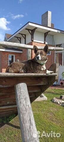 Корги кардиган вязка