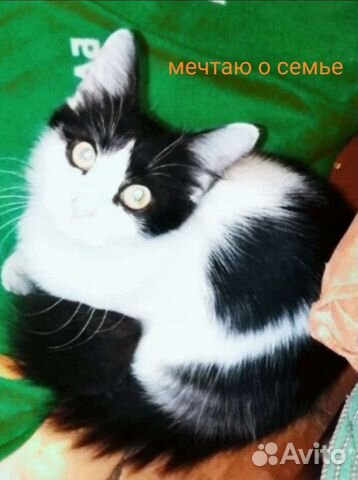 Пипка очень ждёт семью