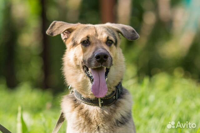 Собака в добрые руки