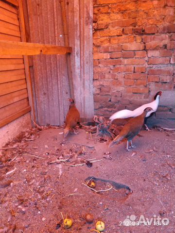 Серебряный фазан