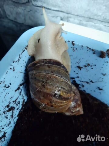 Улитки ахатины