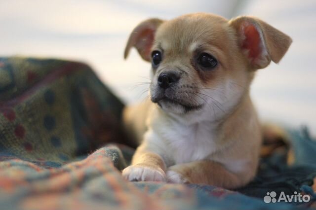 Щенки чихуахуа с документами РКФ