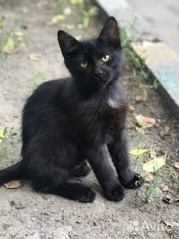 Котята в дар бесплатно