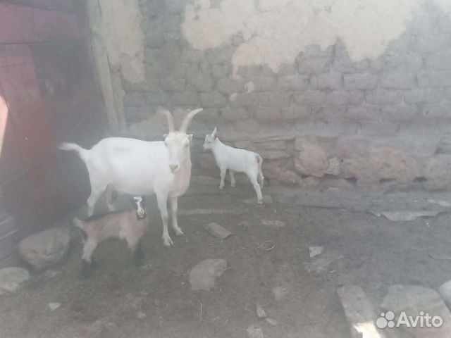 Коза с козлятоми